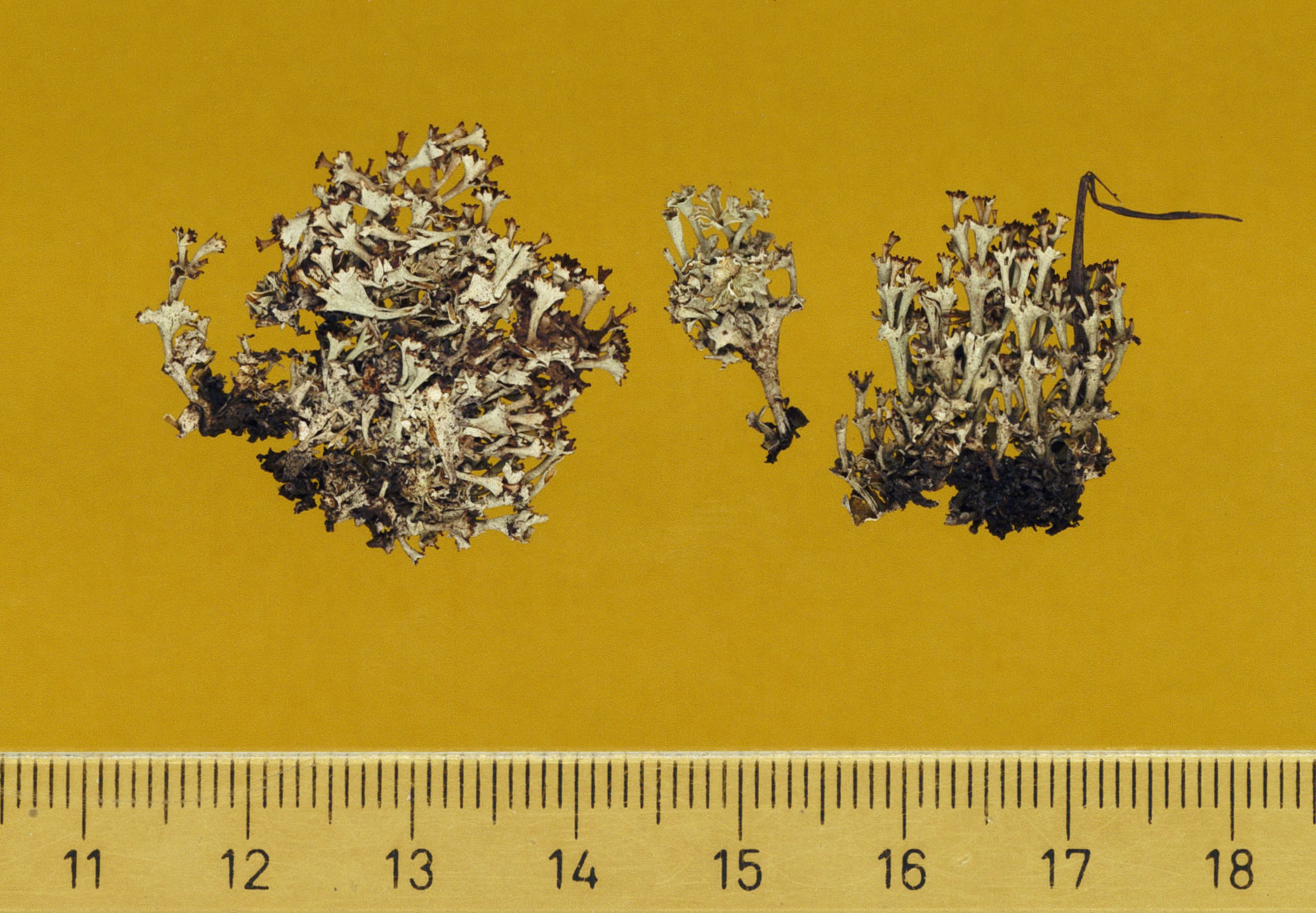 BGBM: Zschackia, SE Brazil Cladonia key