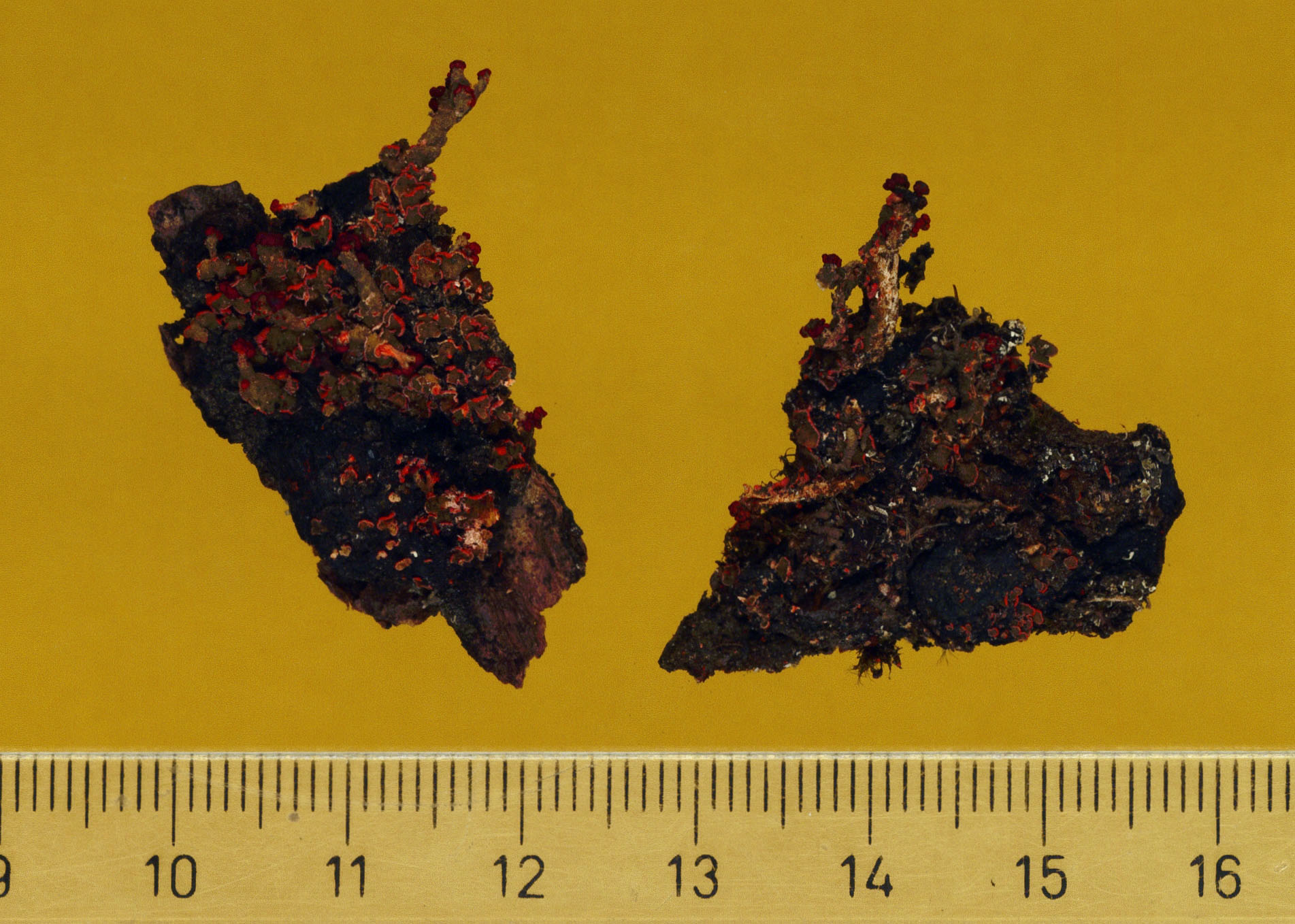 BGBM: Zschackia, SE Brazil Cladonia key