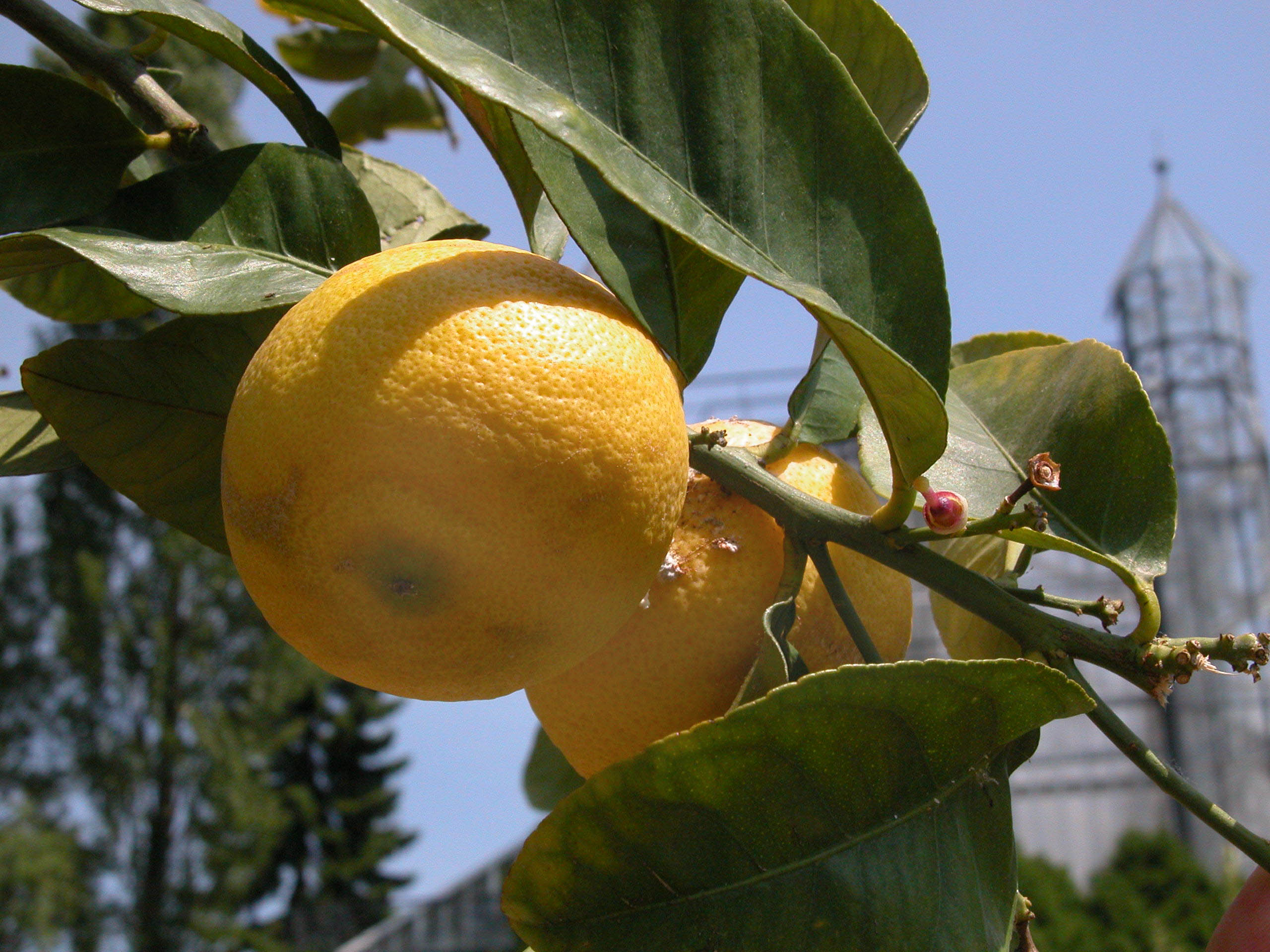 Kultivieren von Zitrusfrüchten | Botanischer Garten Berlin
