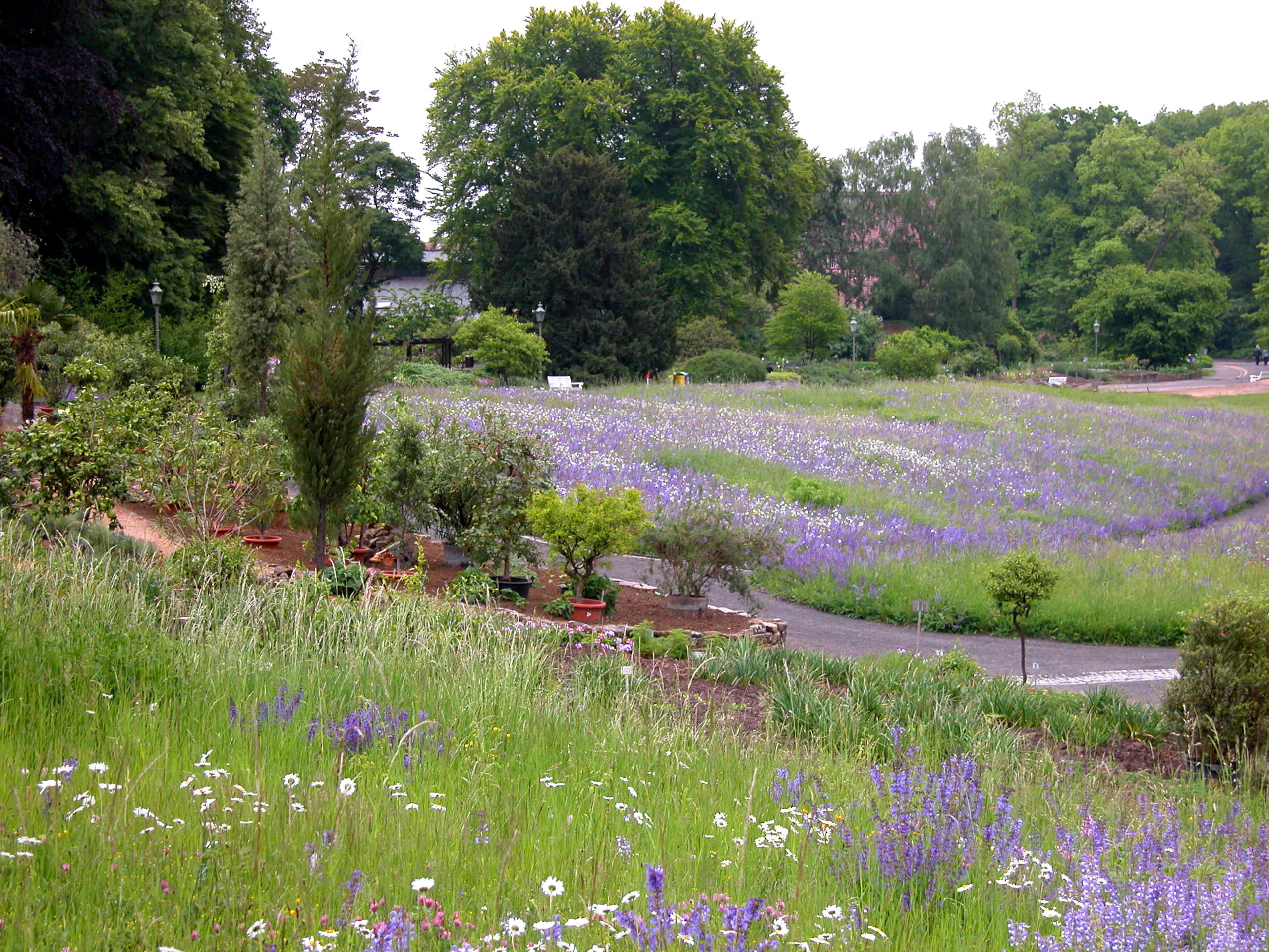 Es blühen die Wiesen: über 400 Pflanzenarten haben ihren wogenden ...