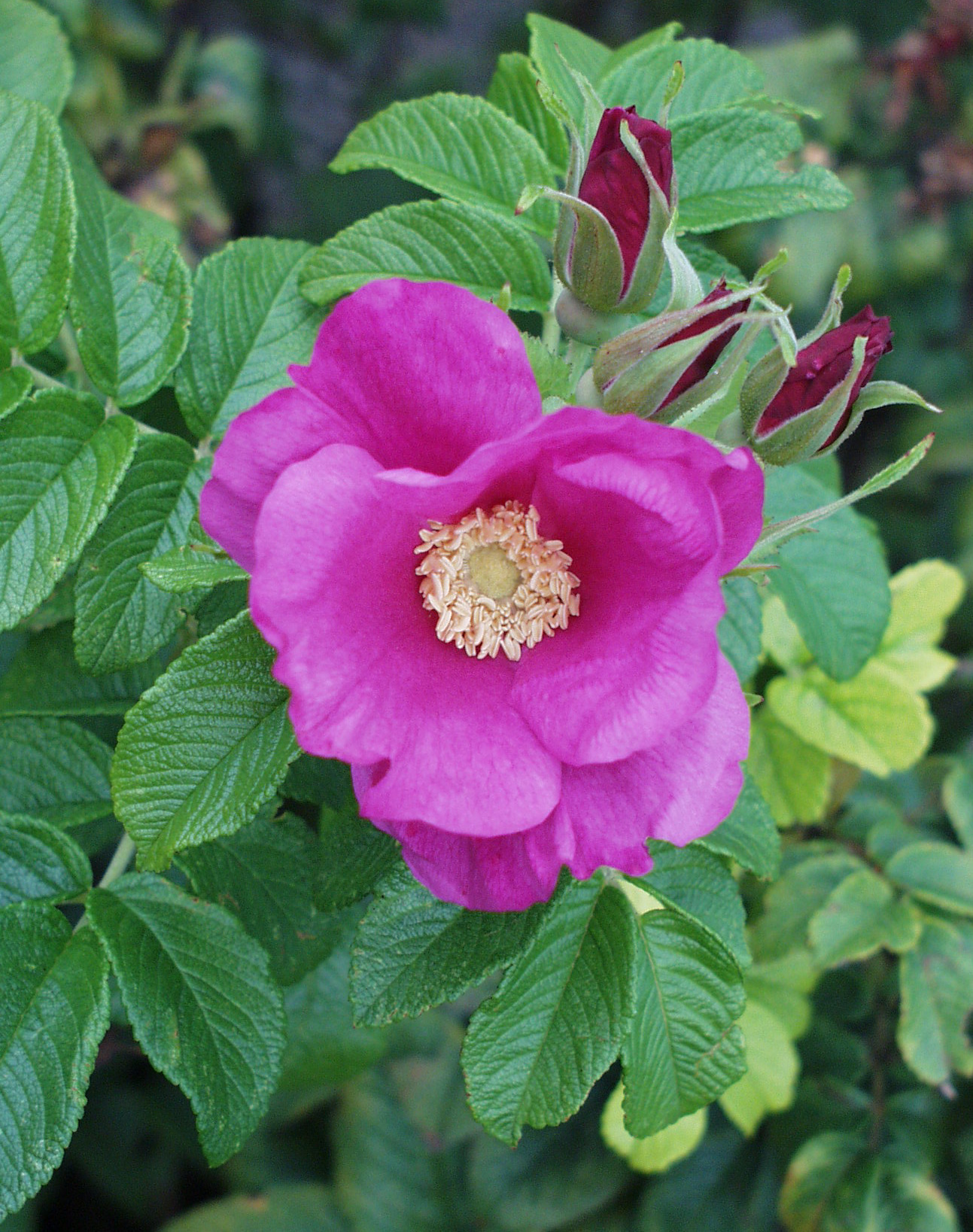 Es blühen die Rosen: die stacheligen Königinnen haben rund um die ...