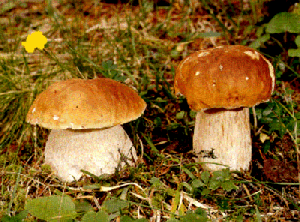 Hinweise zum Sammeln von Pilzen | Botanischer Garten Berlin