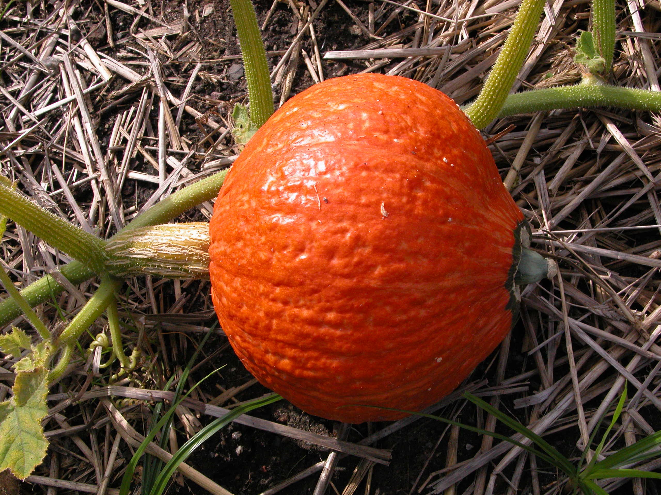 Gartenkürbis | Botanischer Garten Berlin