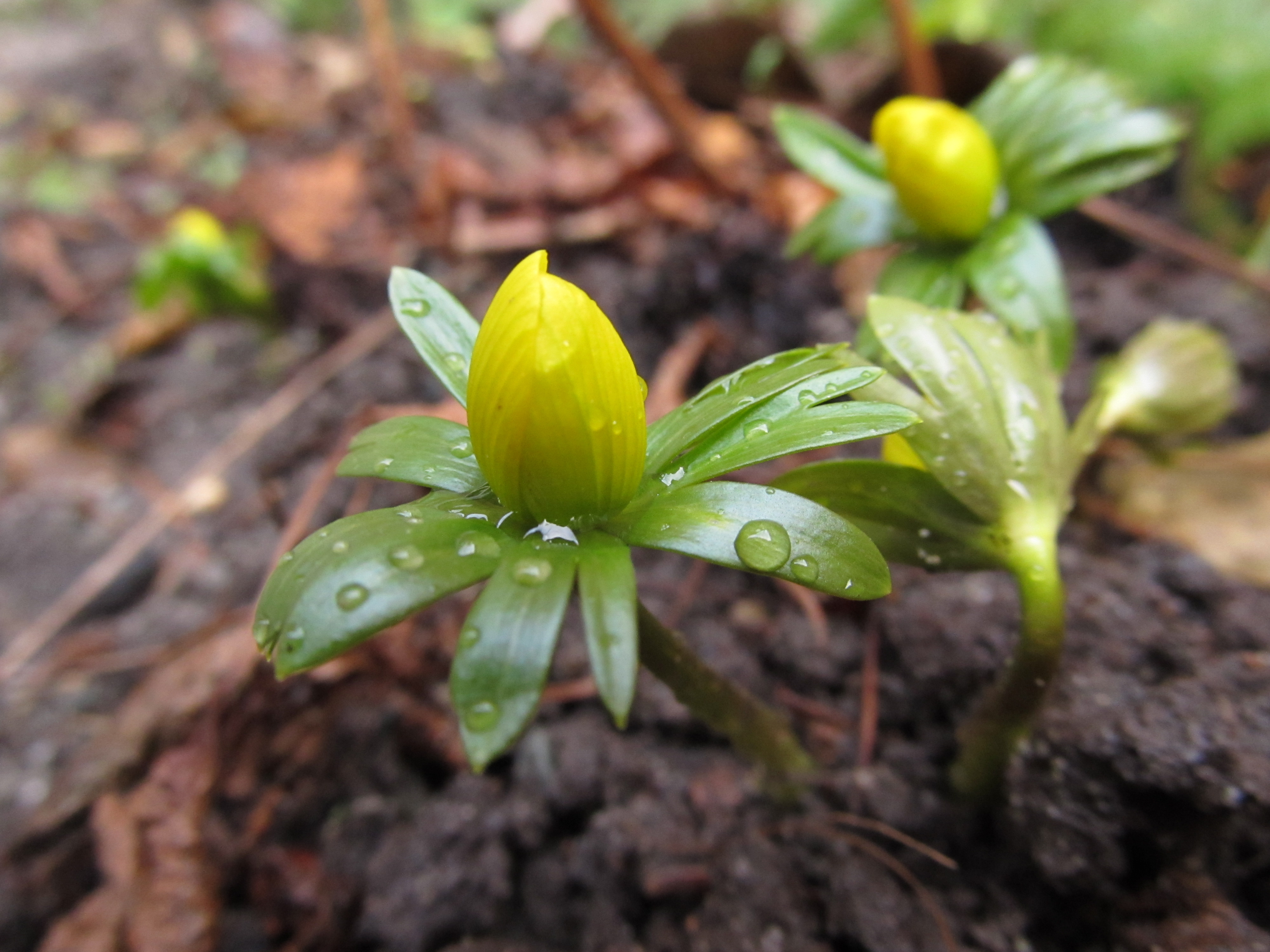 Der Winterling | Botanischer Garten Berlin