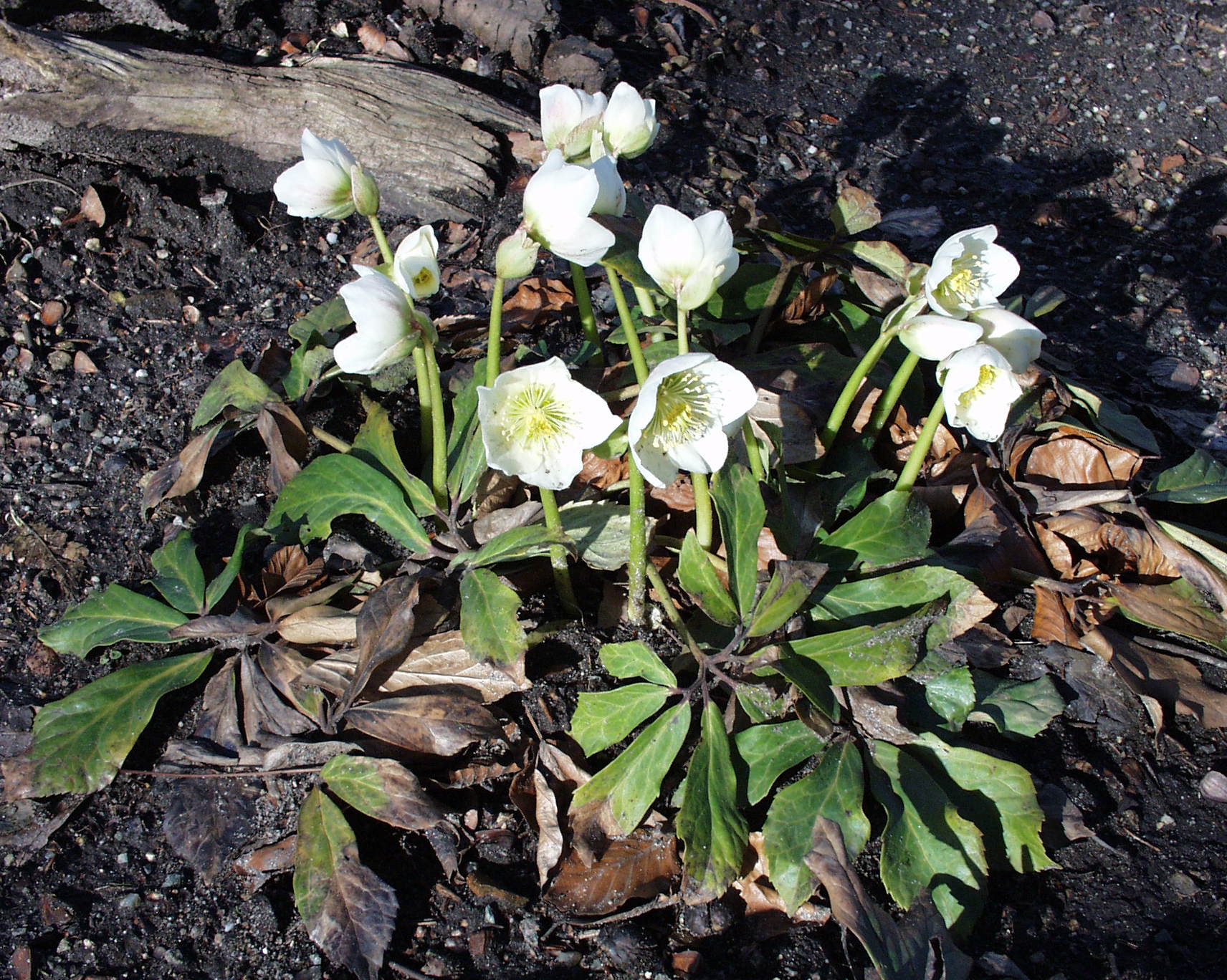 Christrose und Nieswurz | Botanischer Garten Berlin