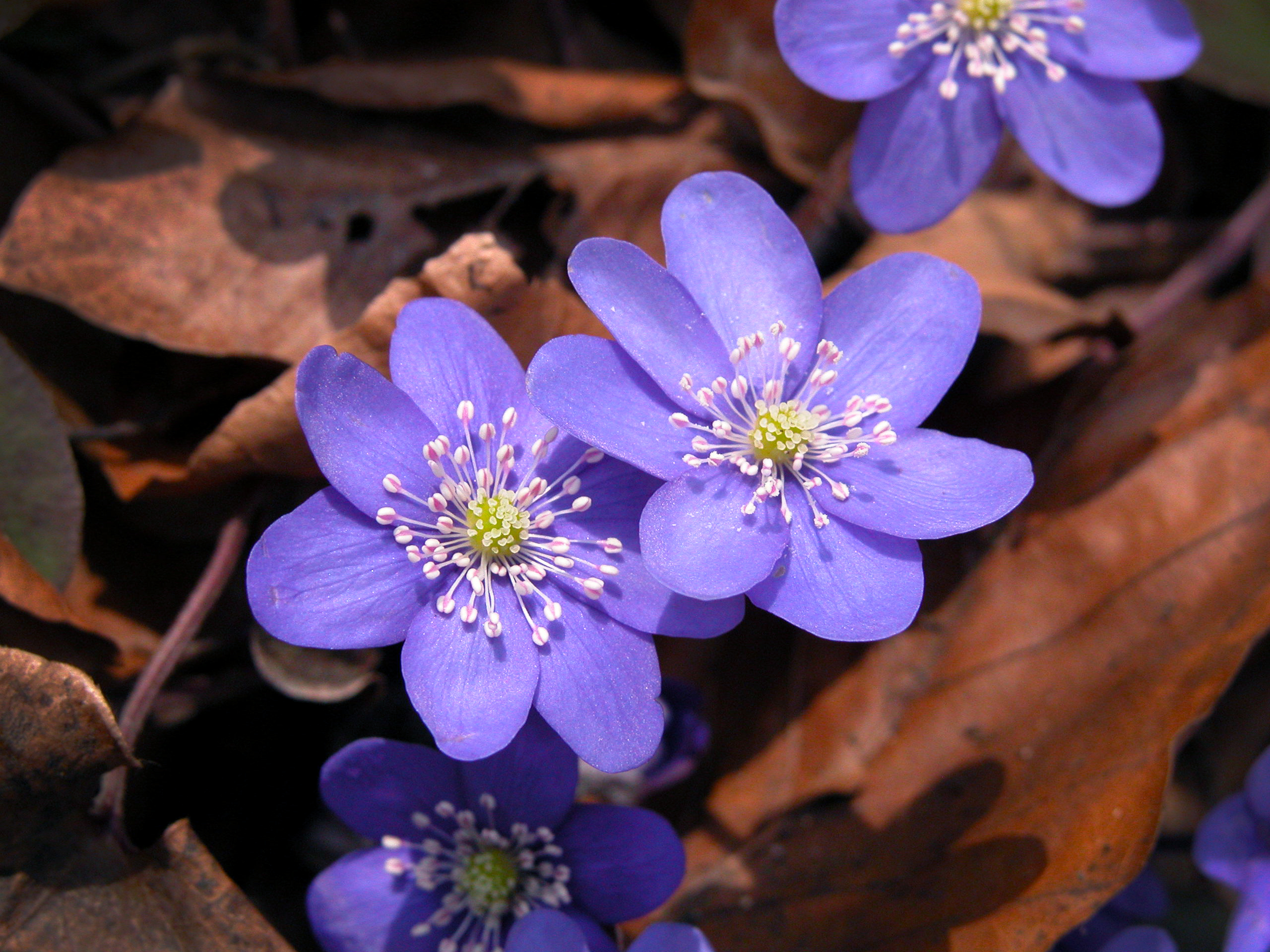 Leberblümchen | Botanischer Garten Berlin