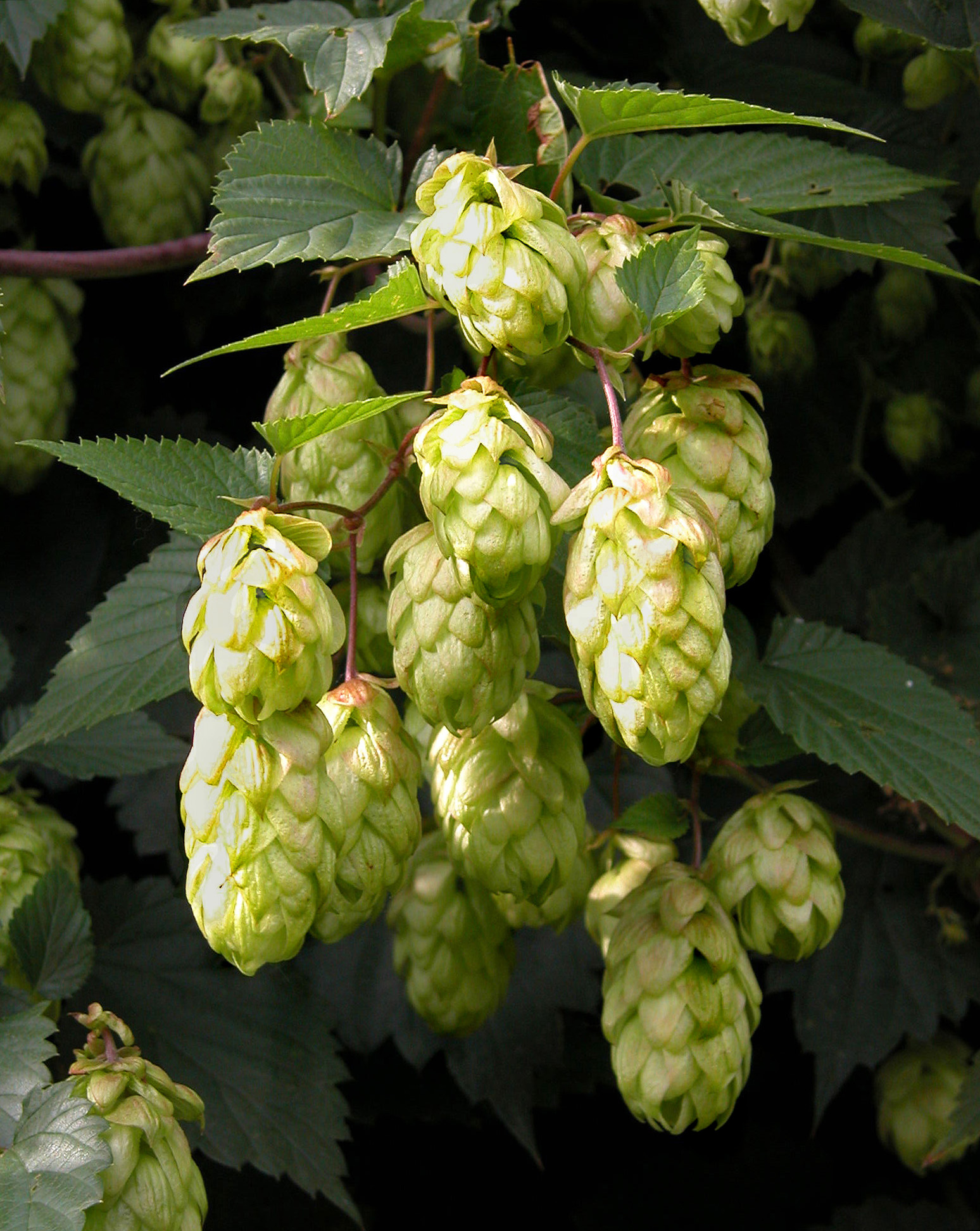 Echter Hopfen | Botanischer Garten Berlin