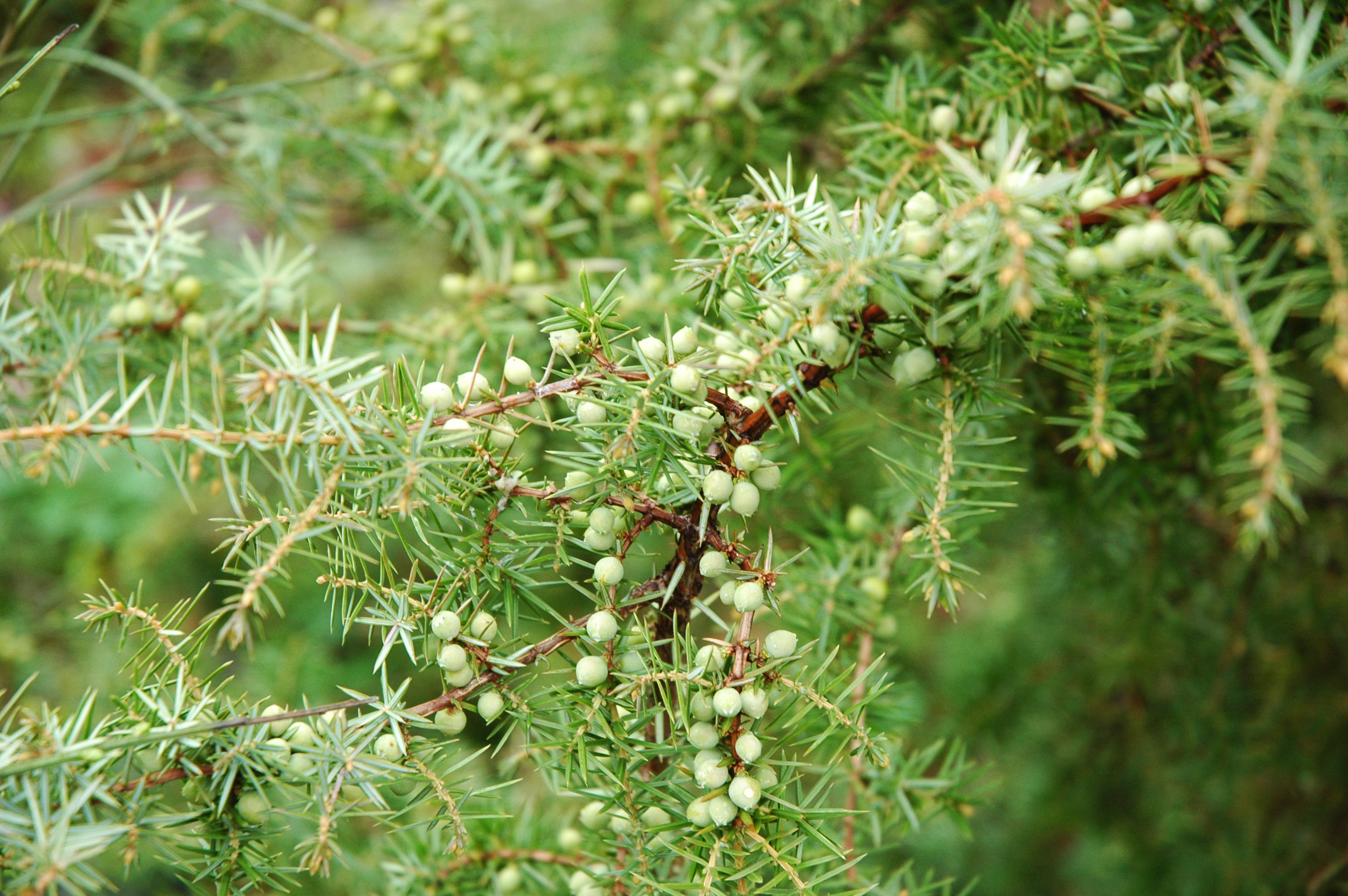 Gemeiner Wacholder | Botanischer Garten Berlin