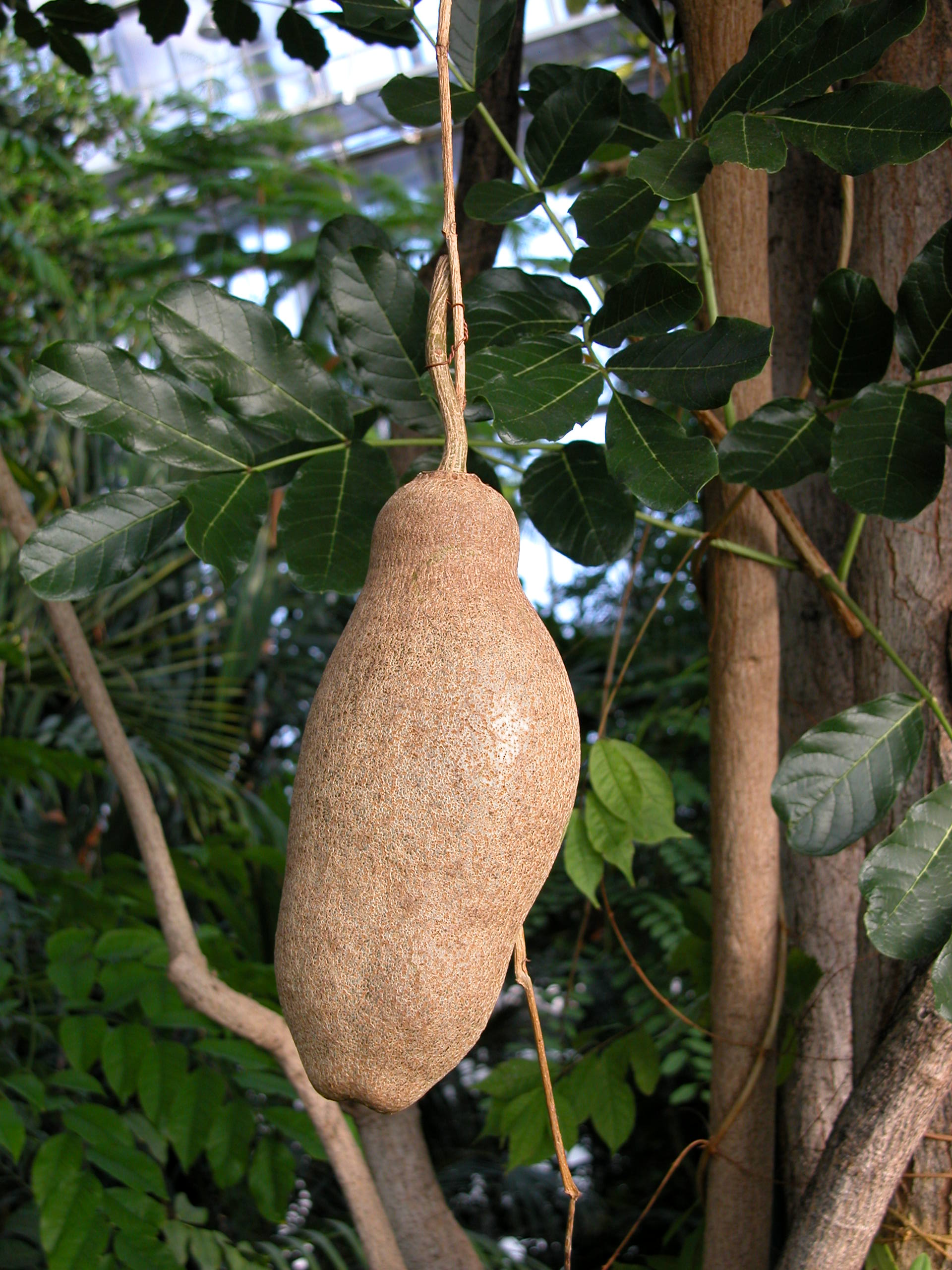 Leberwurstbaum Frucht Essbar