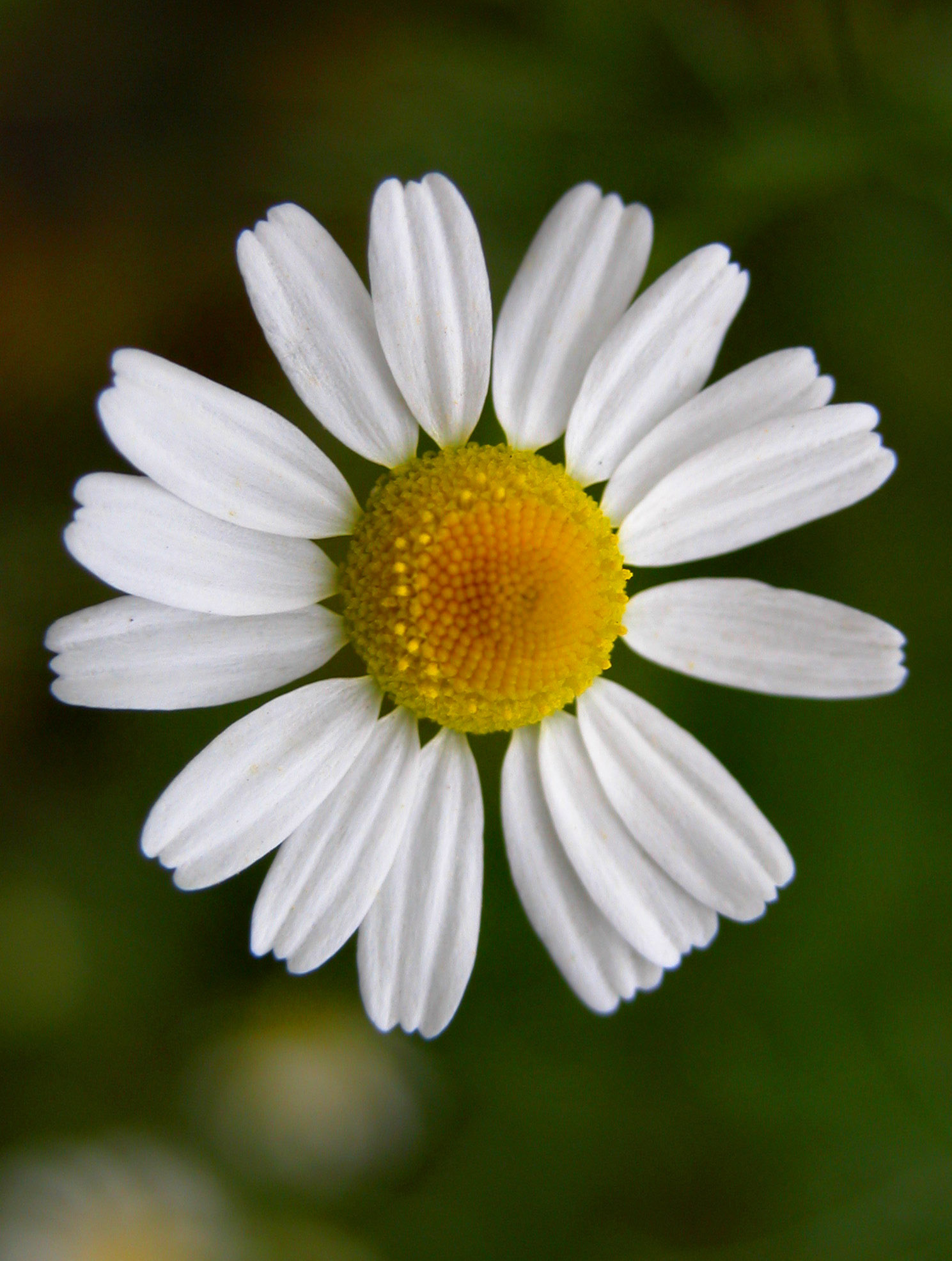 Echte Kamille | Botanischer Garten Berlin