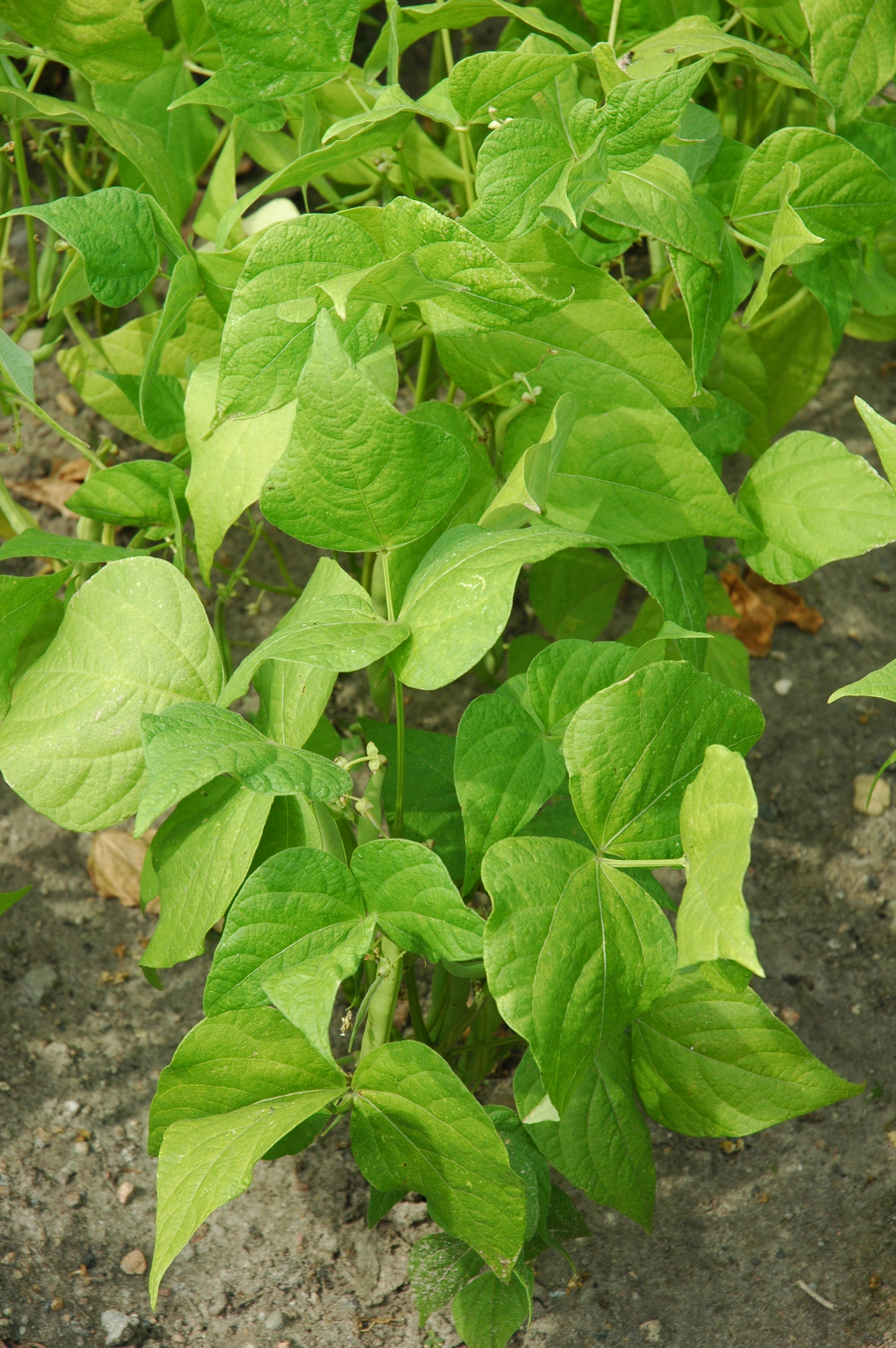 Gartenbohne | Botanischer Garten Berlin