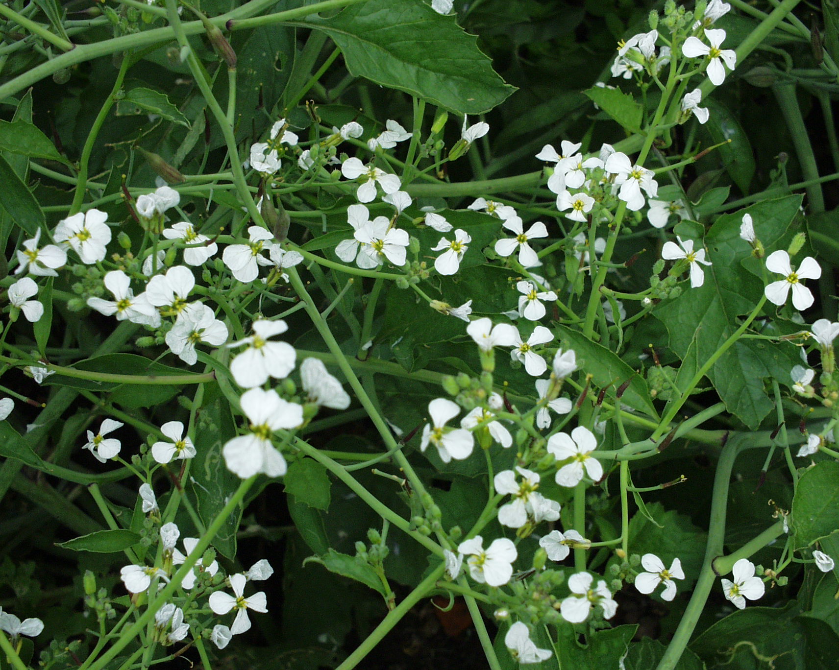 Rettich | Botanischer Garten Berlin
