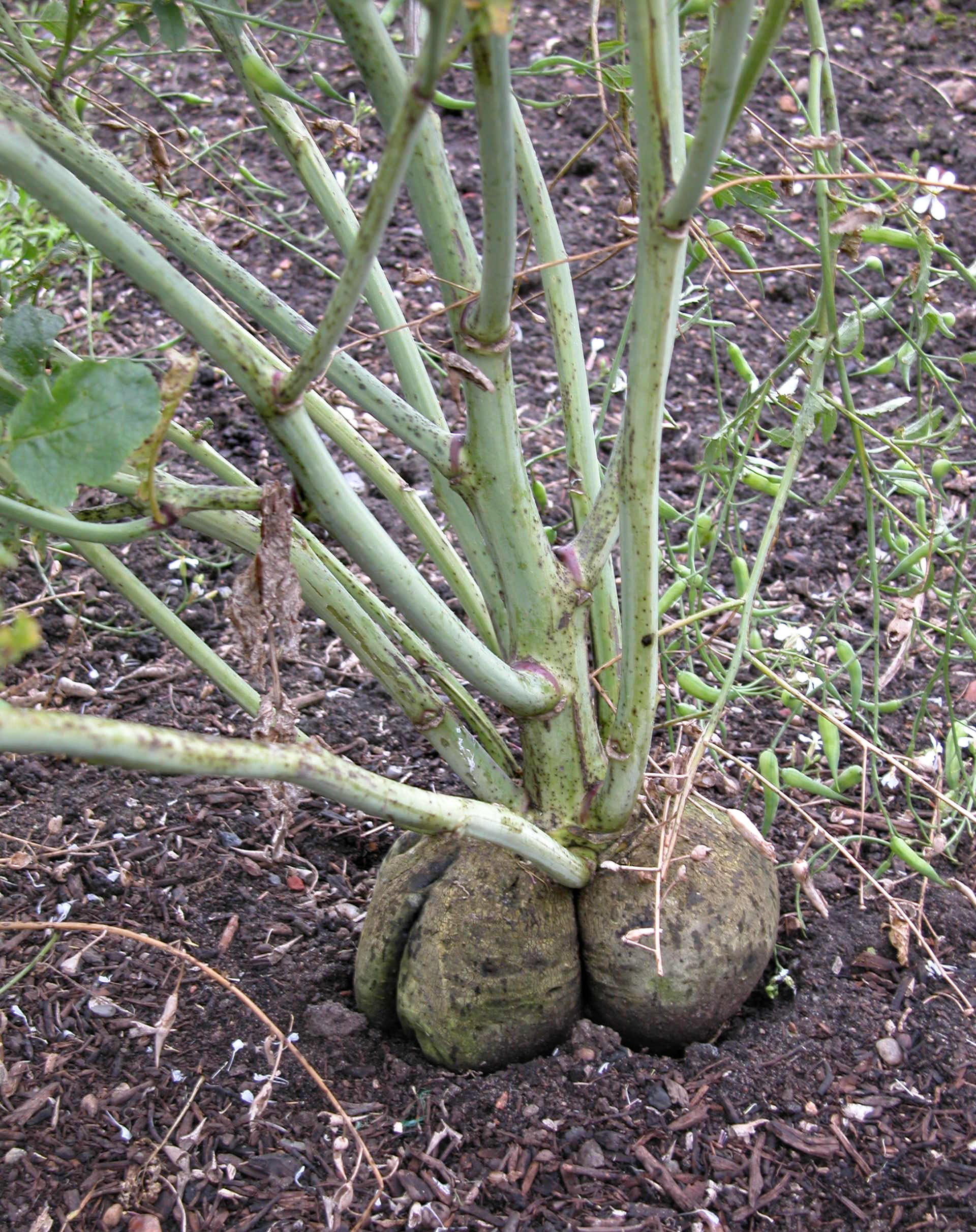 Rettich | Botanischer Garten Berlin