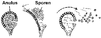 Die Sporenwedel der Farne | Botanischer Garten Berlin