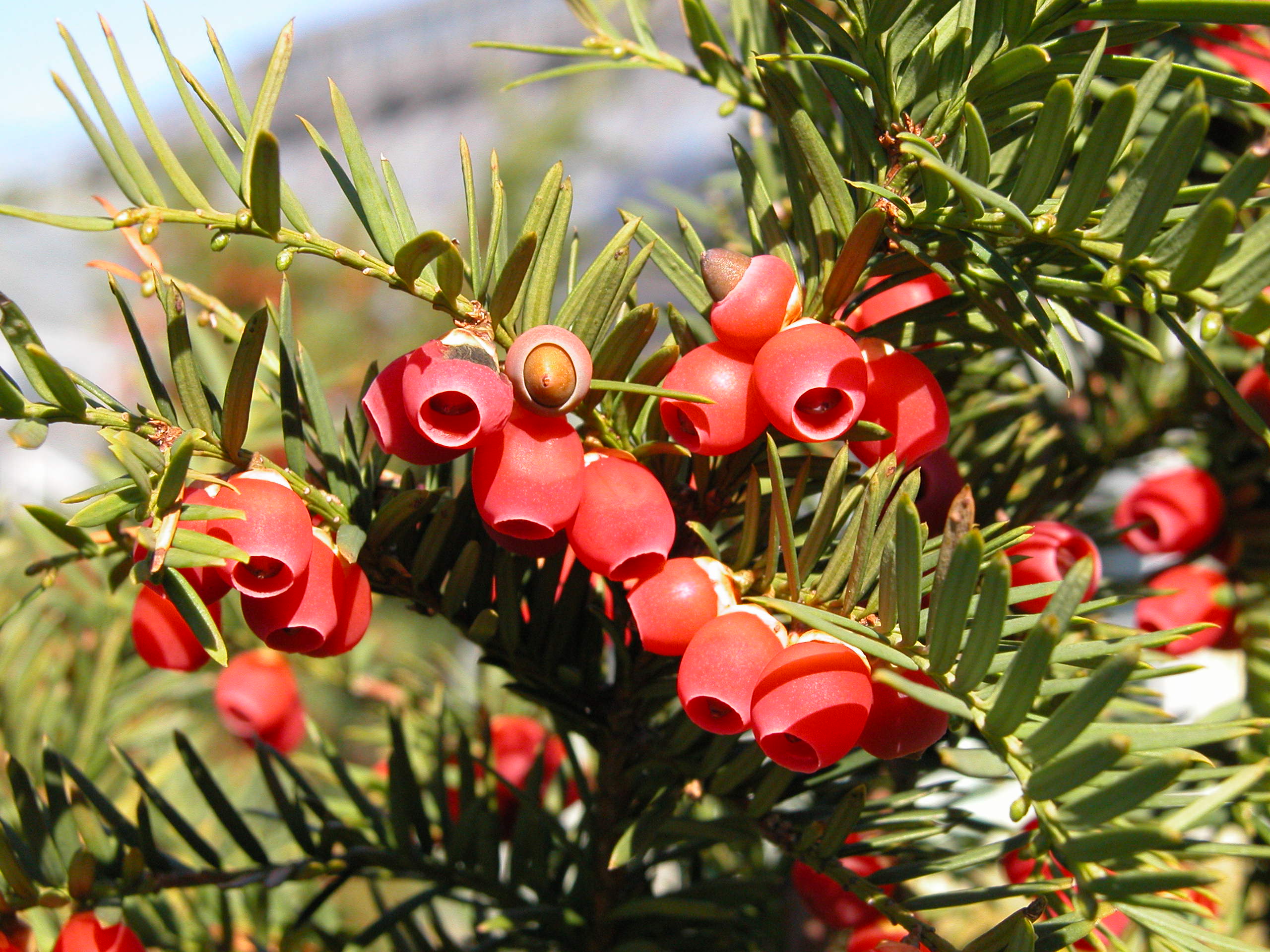Eibe | Botanischer Garten Berlin