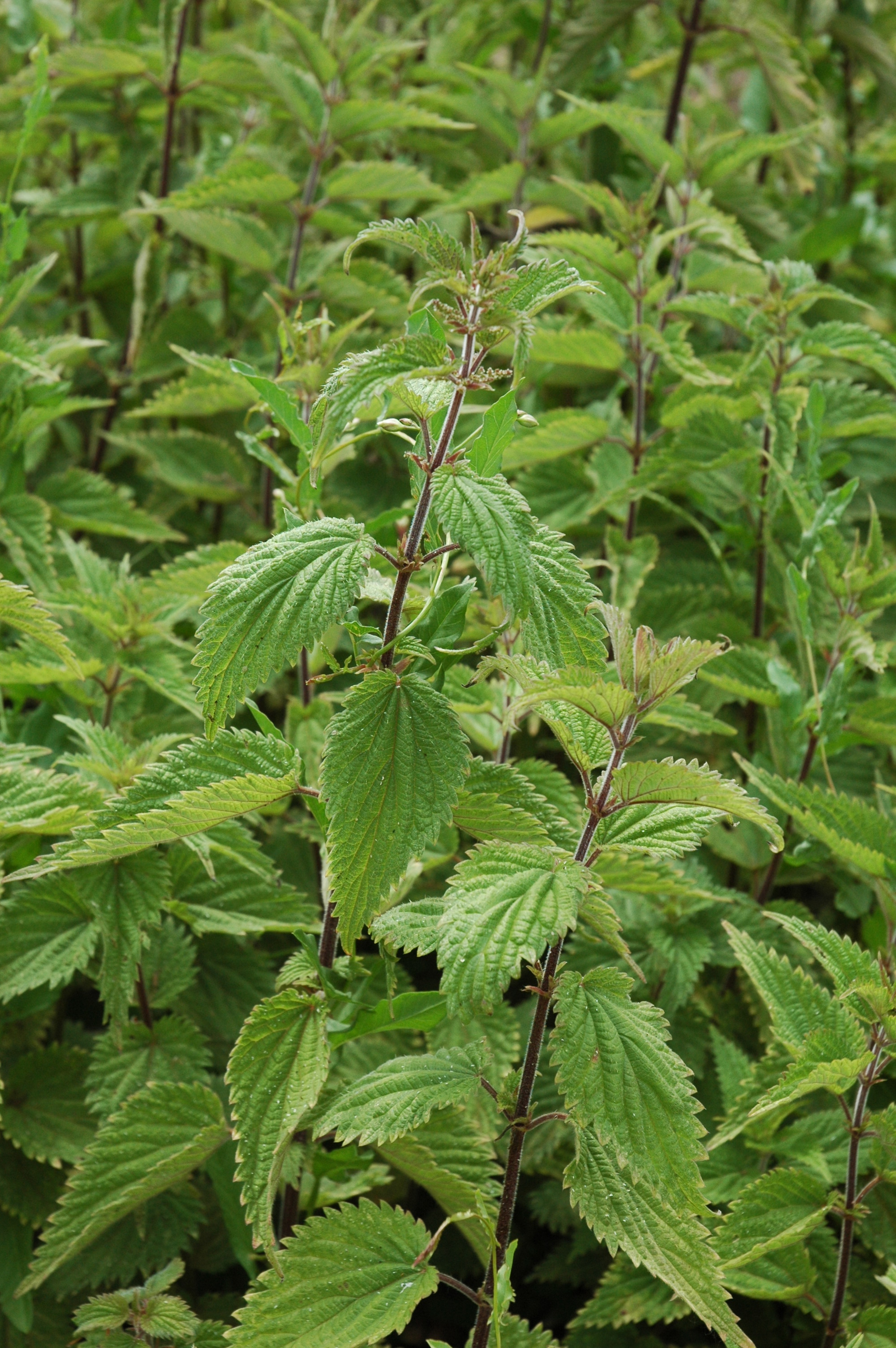 Große Brennessel | Botanischer Garten Berlin