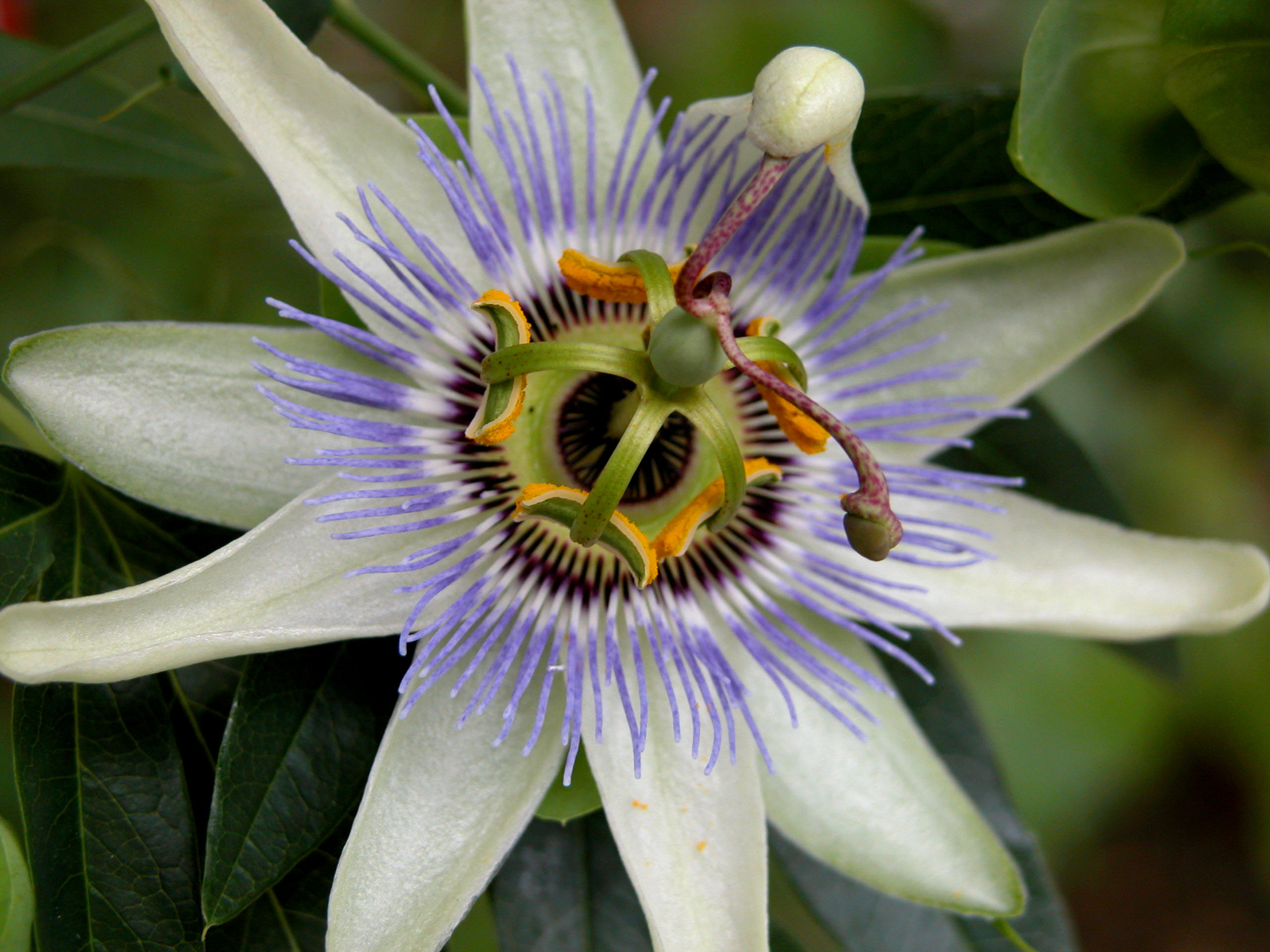 Pflanzen der feuchten Tropen | BGBM